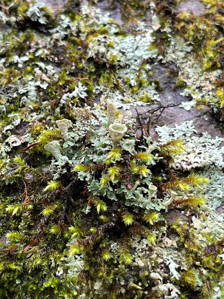 MossWorlds – re-storying Manchester's mosses